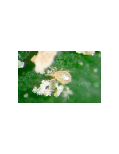 Lutte thrips, acariens - AMBLYcontrol